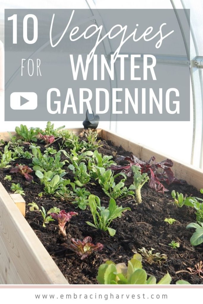 10 Cold Hardy Vegetables to Grow in Winter - Embracing Harvest
